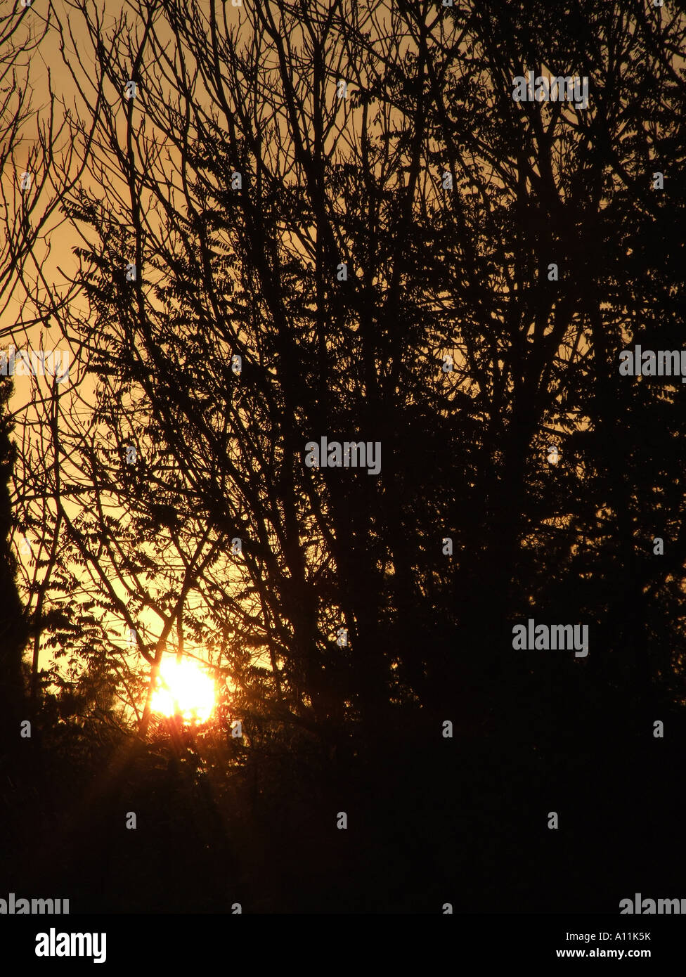 morning sun breaking through forest Stock Photo - Alamy