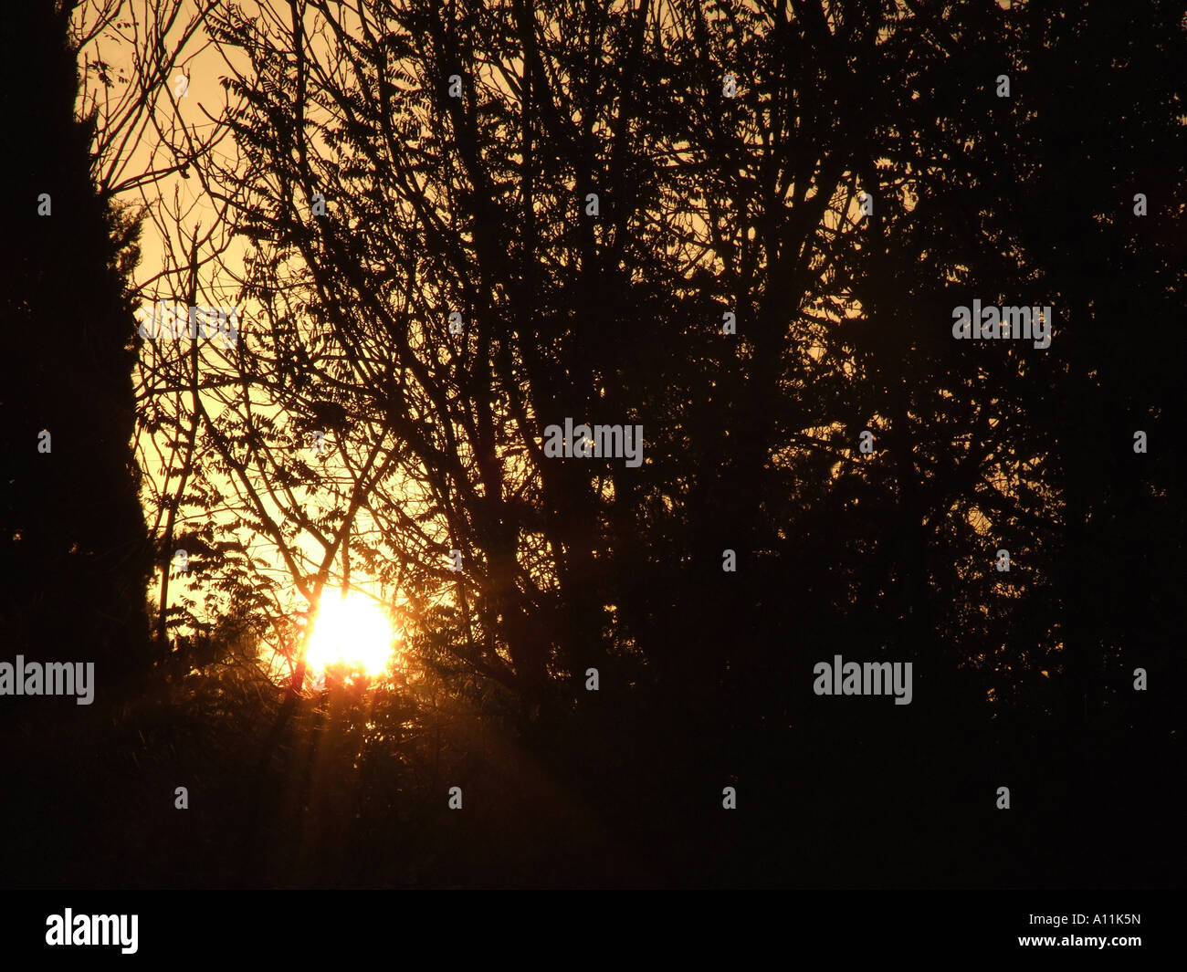 morning sun breaking through forest Stock Photo - Alamy