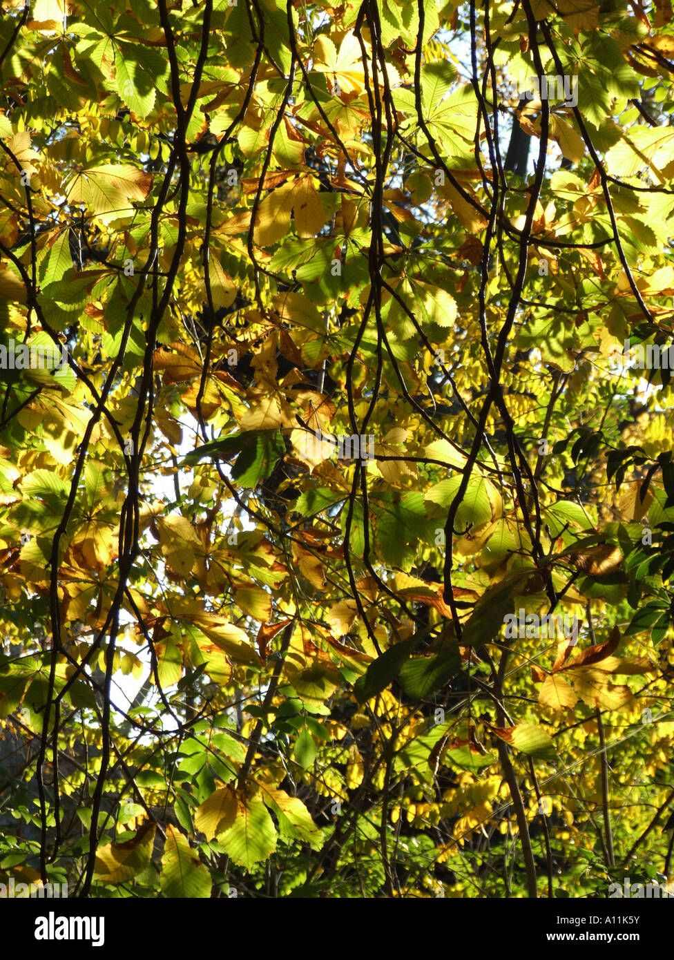 backlit autumn leaves Stock Photo - Alamy