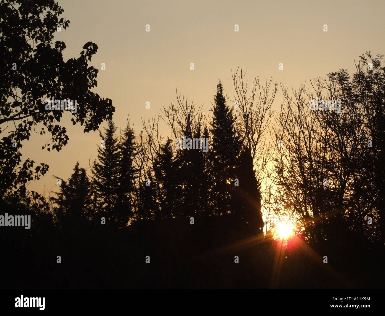 morning sun breaking through forest Stock Photo - Alamy