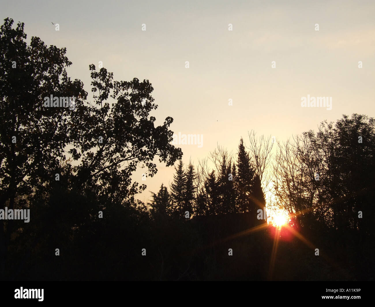 morning sun breaking through forest Stock Photo - Alamy
