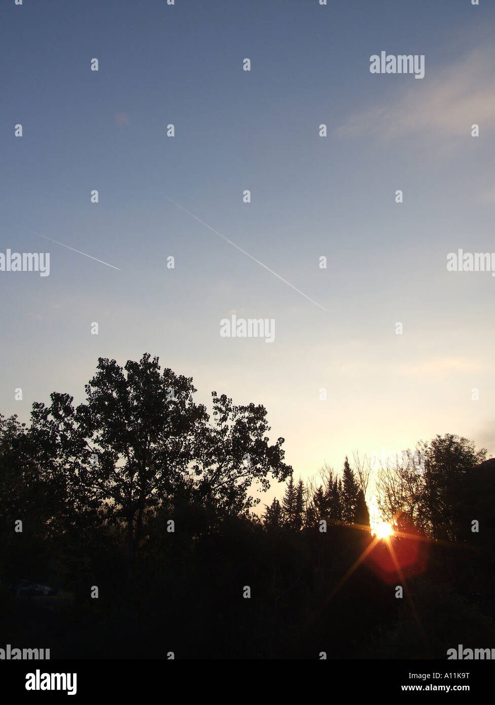 morning sun breaking through forest Stock Photo - Alamy