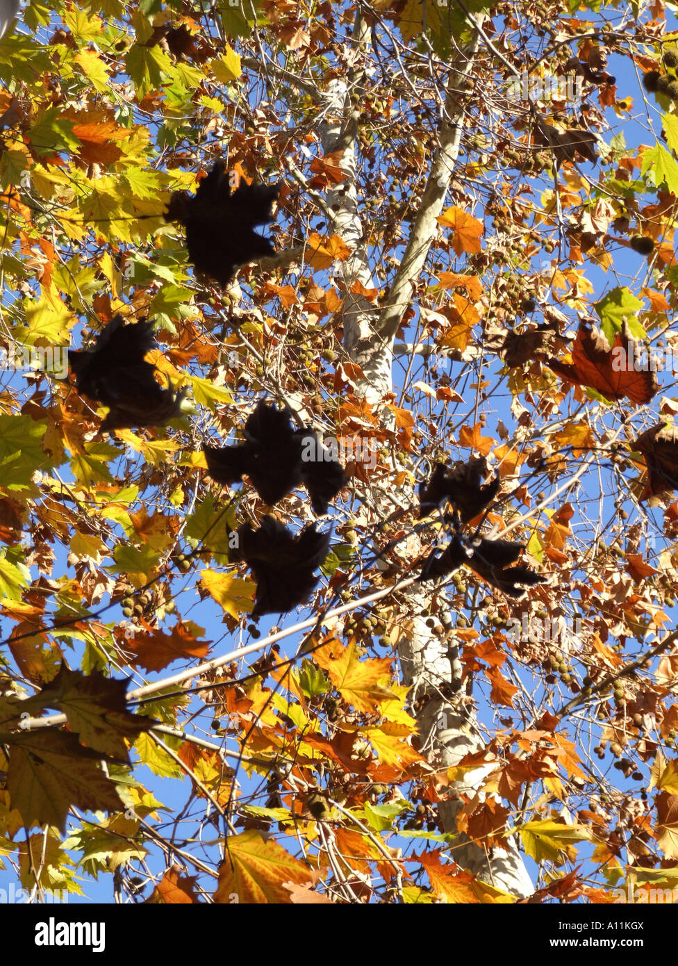 backlit autumn leaves Stock Photo - Alamy