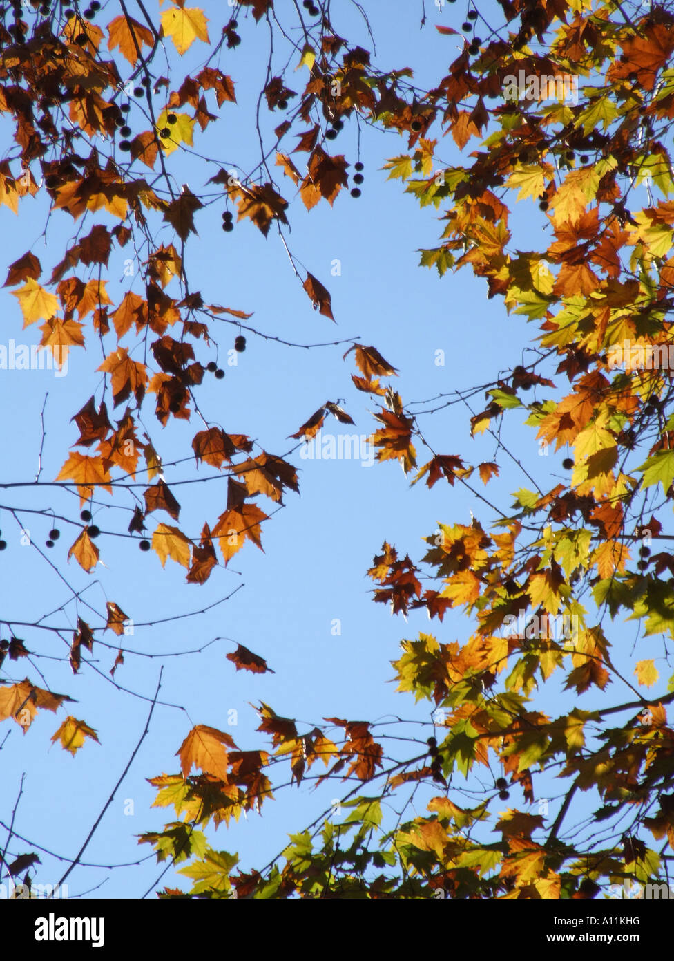backlit autumn leaves Stock Photo - Alamy