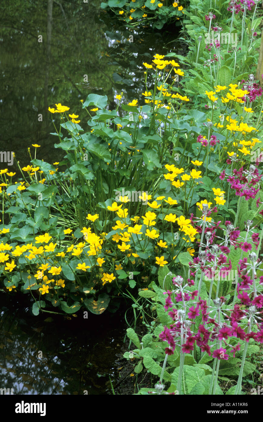 Caltha palustris, candelabra primula, bog garden Stock Photo - Alamy