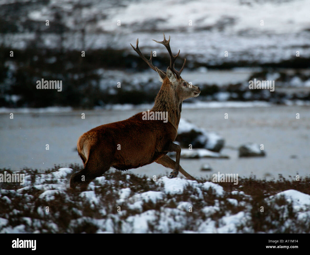 Cervus elaphus scotland leaping hi-res stock photography and images - Alamy