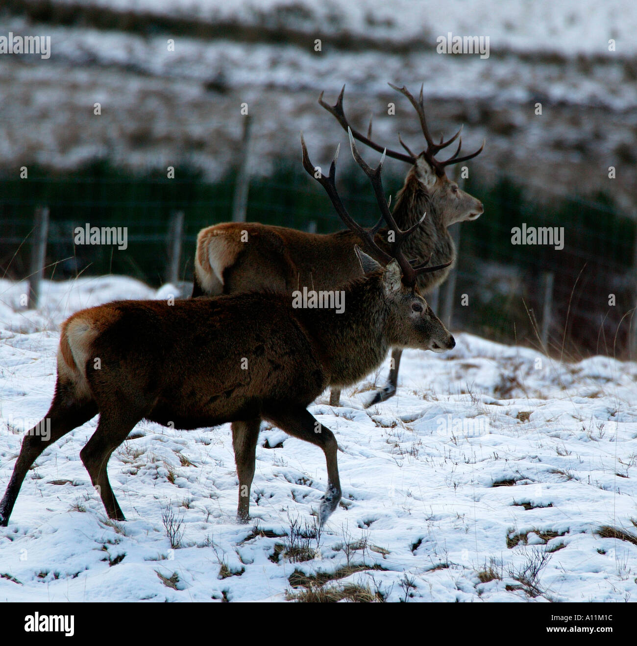 Stag on rannoch moor hi-res stock photography and images - Alamy