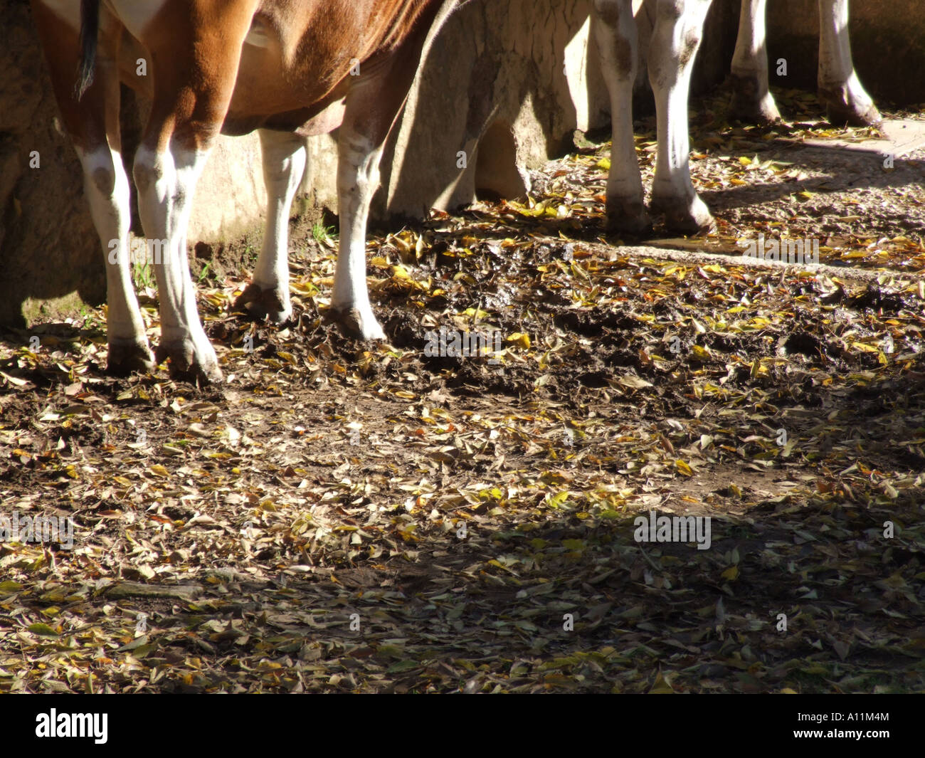 cows on farm yard Stock Photo - Alamy