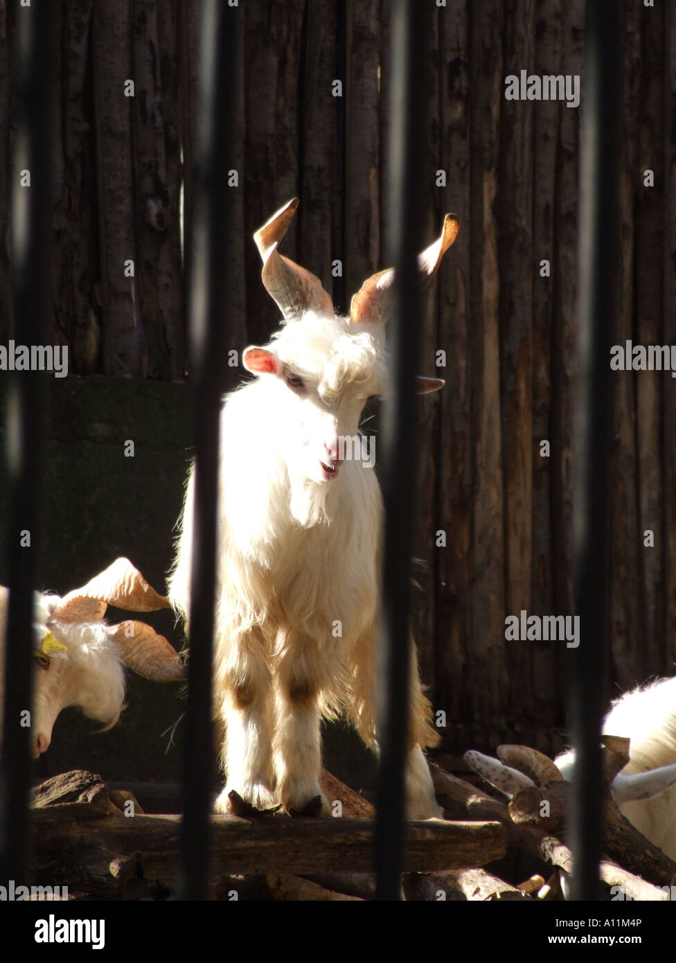 goat at zoo in rome italy Stock Photo - Alamy