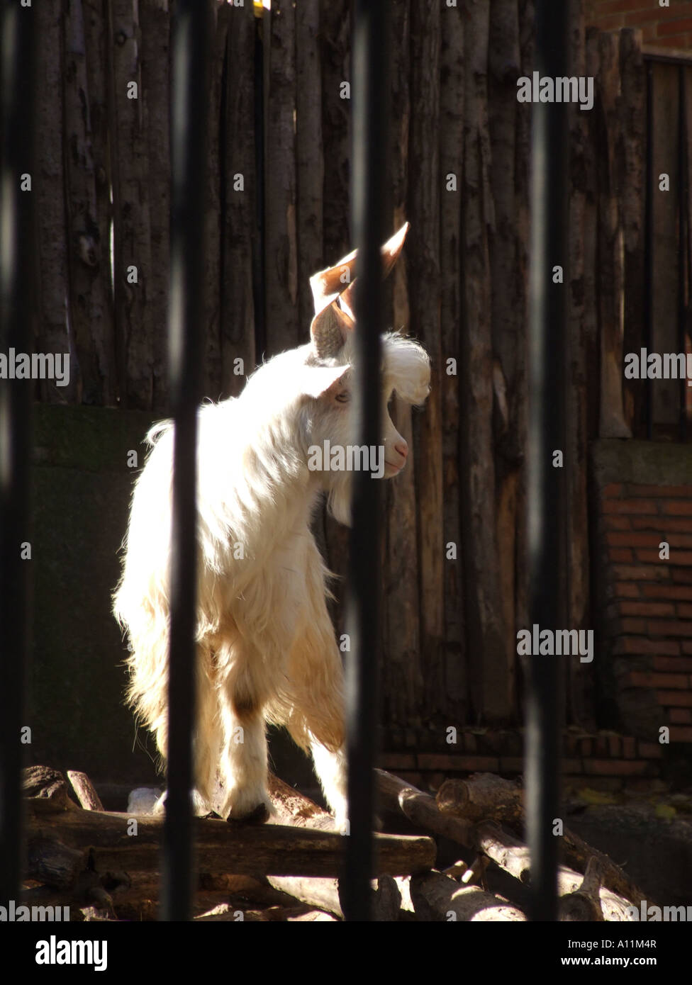 goat at zoo in rome italy Stock Photo - Alamy