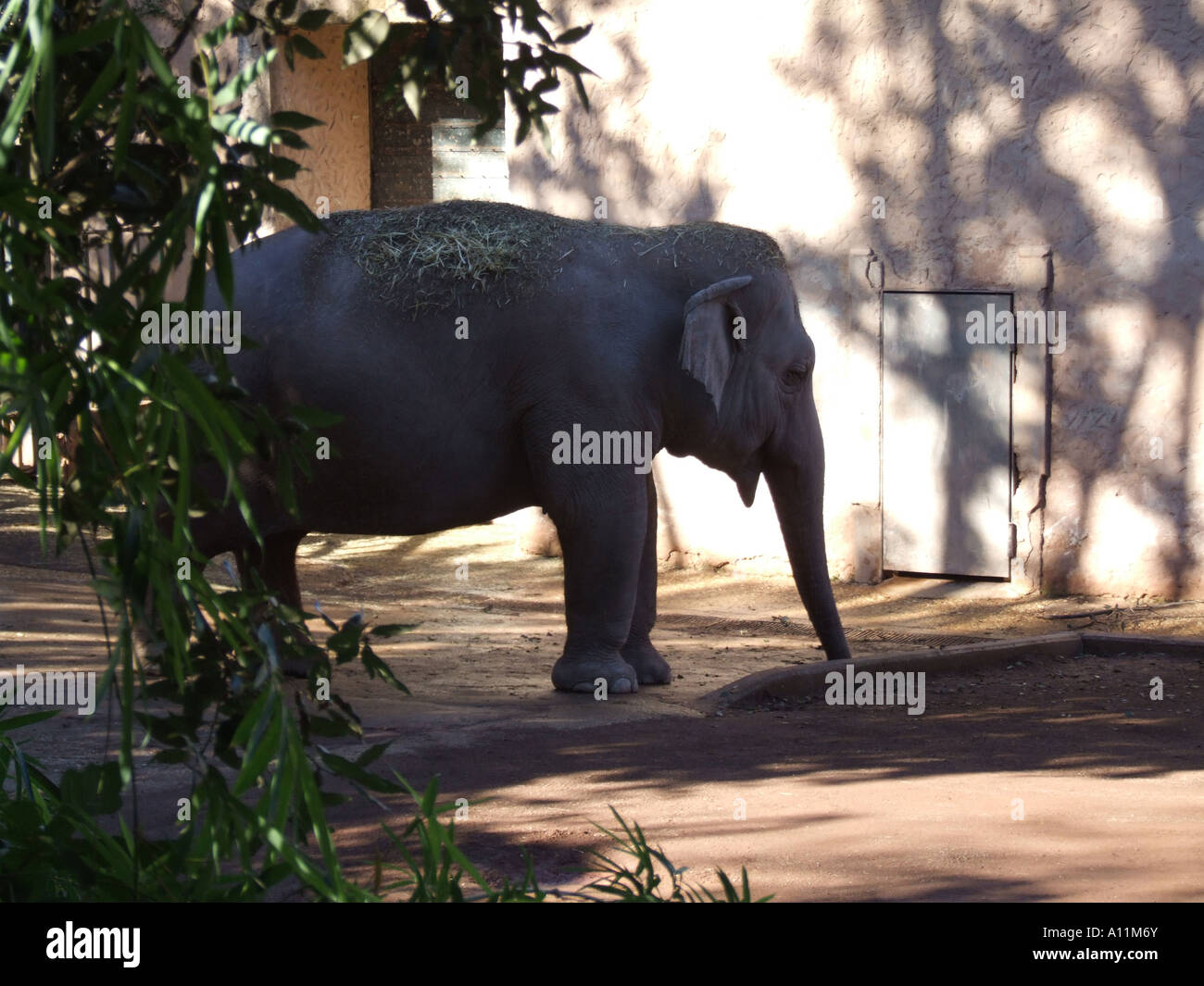 elephant at rome zoo Stock Photo - Alamy