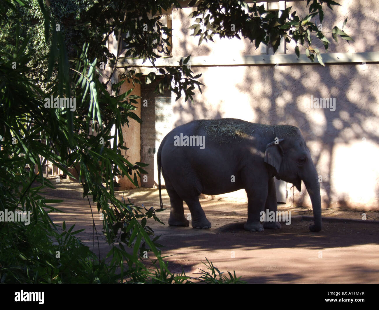 elephant at rome zoo Stock Photo - Alamy