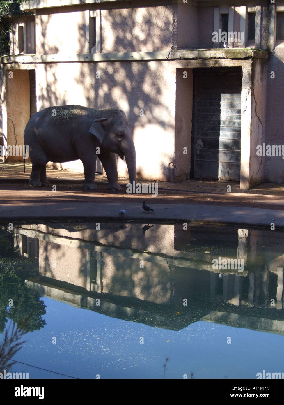 elephant at rome zoo Stock Photo - Alamy