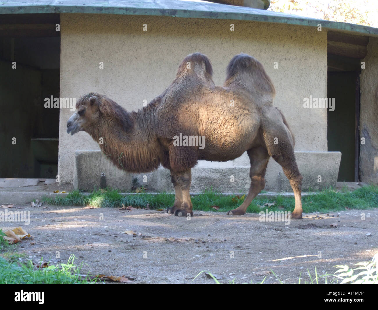 one camel in rome zoo Stock Photo - Alamy
