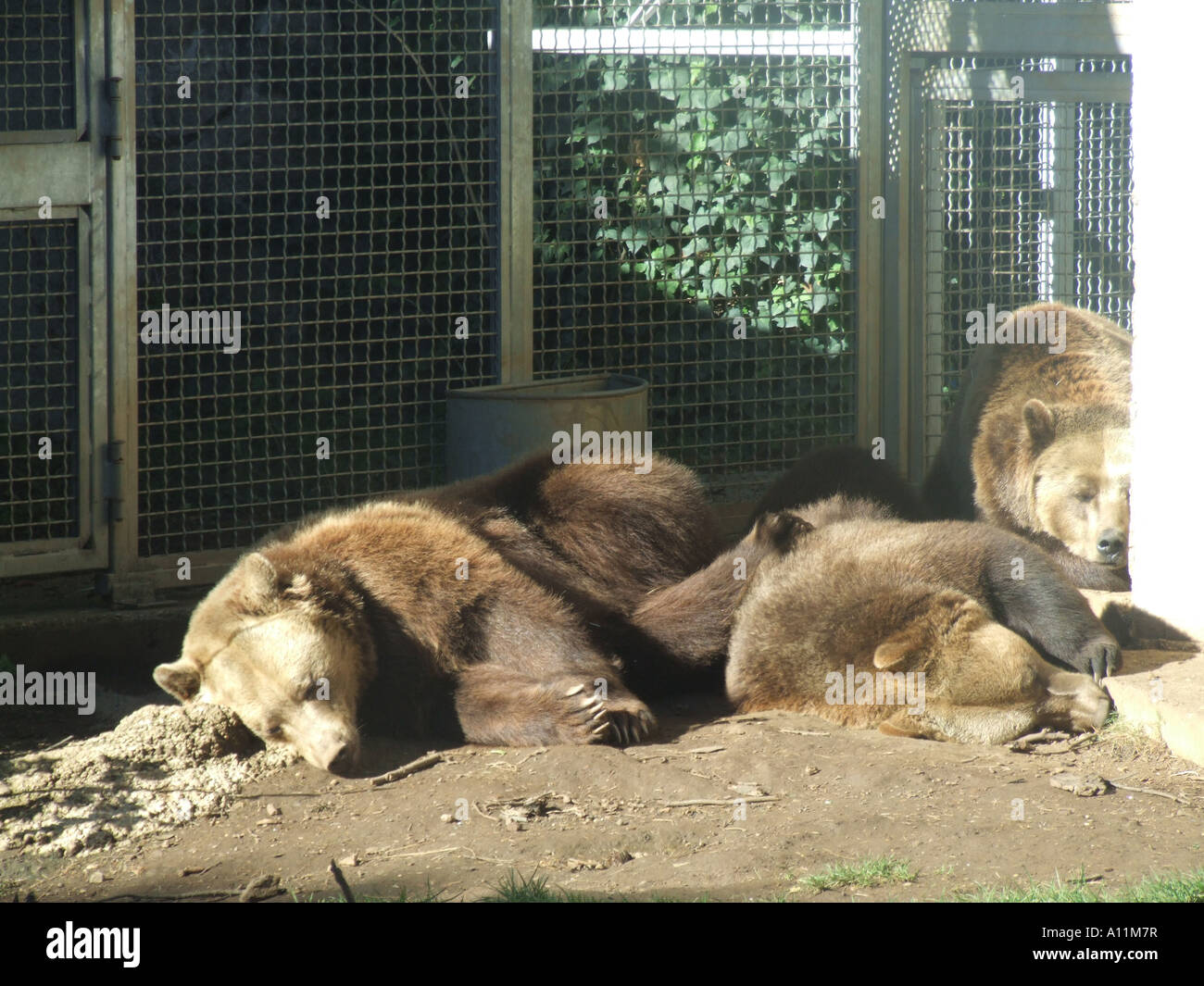 brown bears in zoo in rome Stock Photo - Alamy