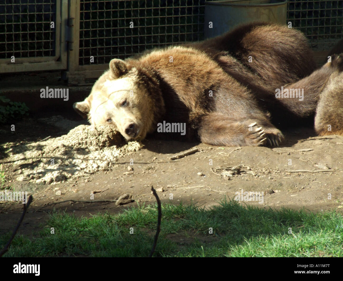 brown bear in zoo in rome Stock Photo - Alamy