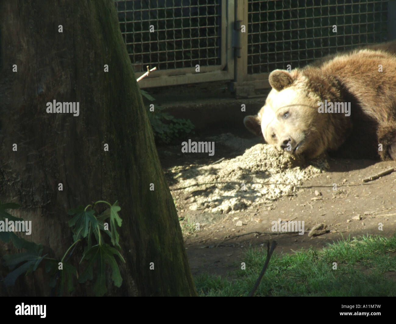 brown bear in zoo in rome Stock Photo - Alamy