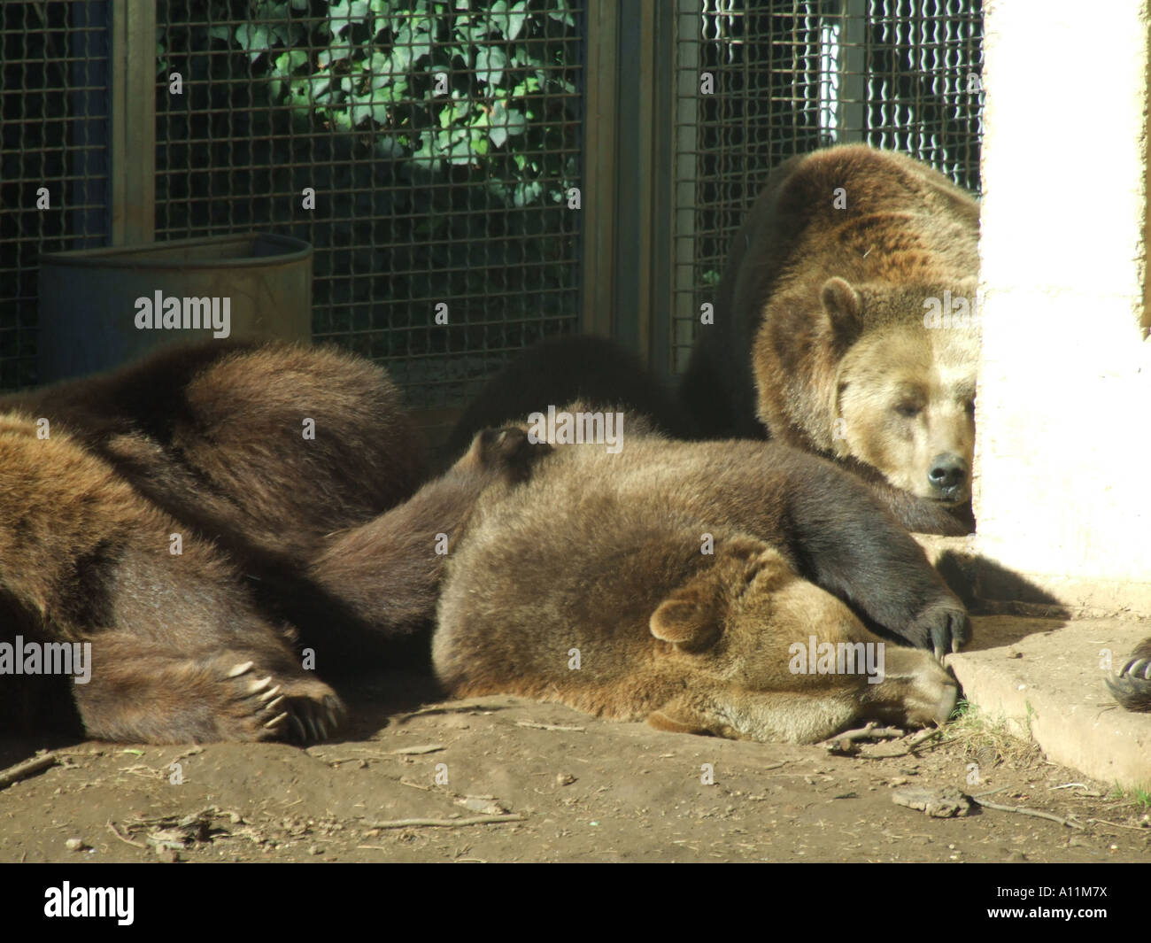 brown bears in zoo in rome Stock Photo - Alamy