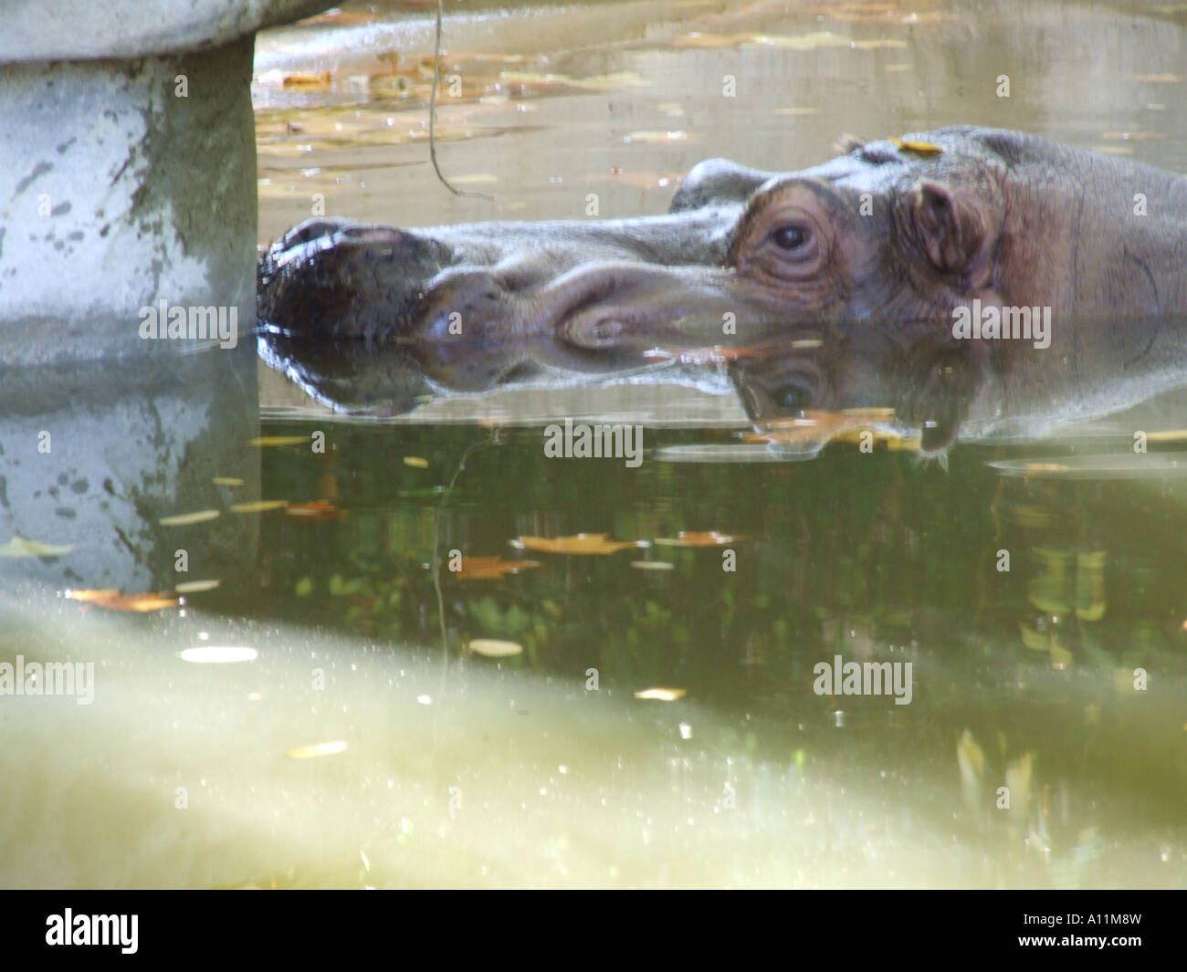 hippo in pool in rome zoo Stock Photo - Alamy