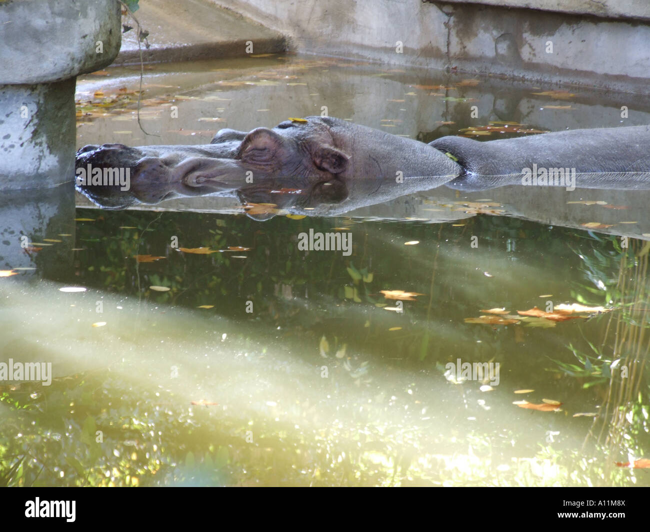hippo in pool in rome zoo Stock Photo - Alamy