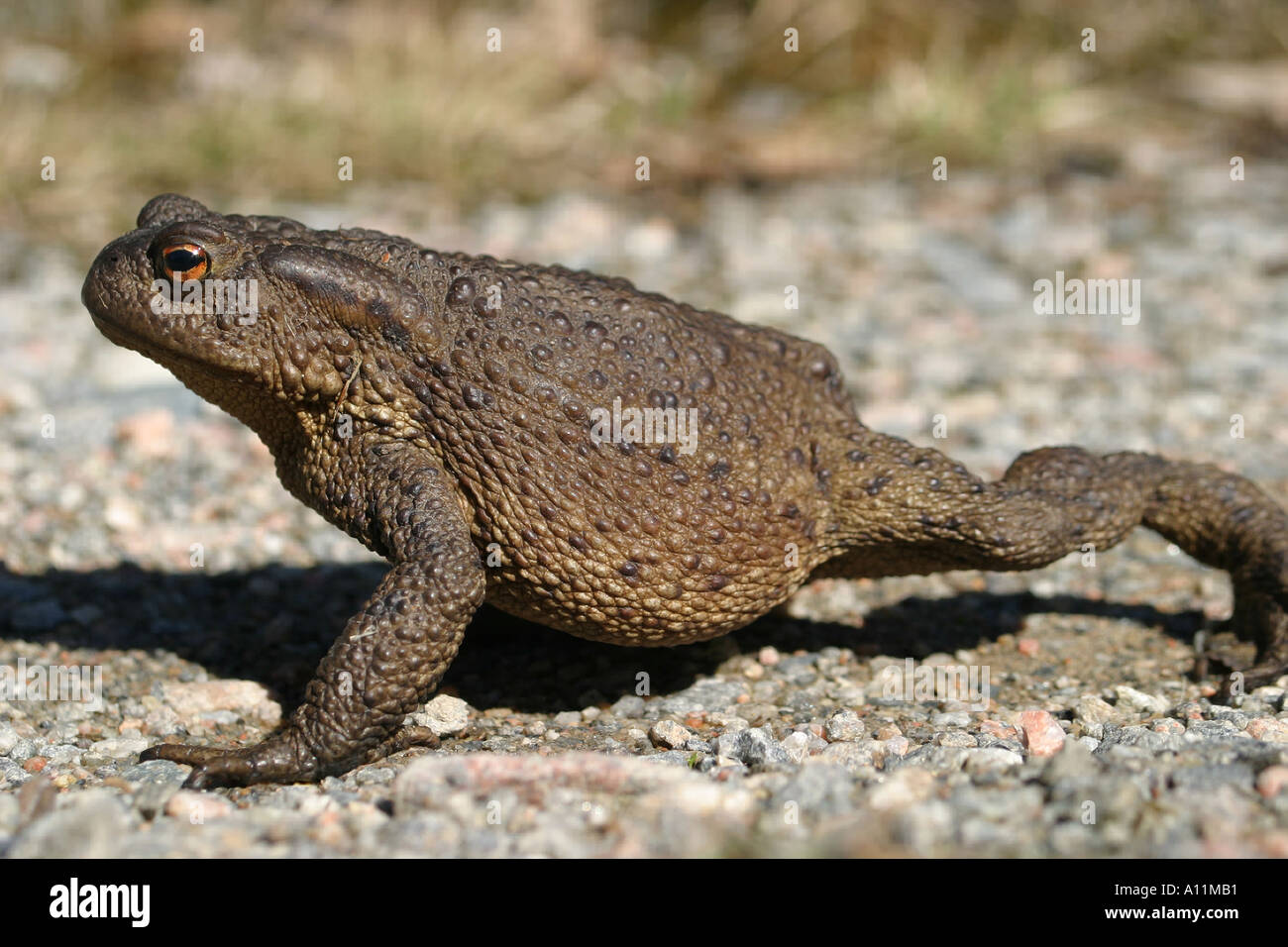Frog walking on agravelroad Stock Photo - Alamy