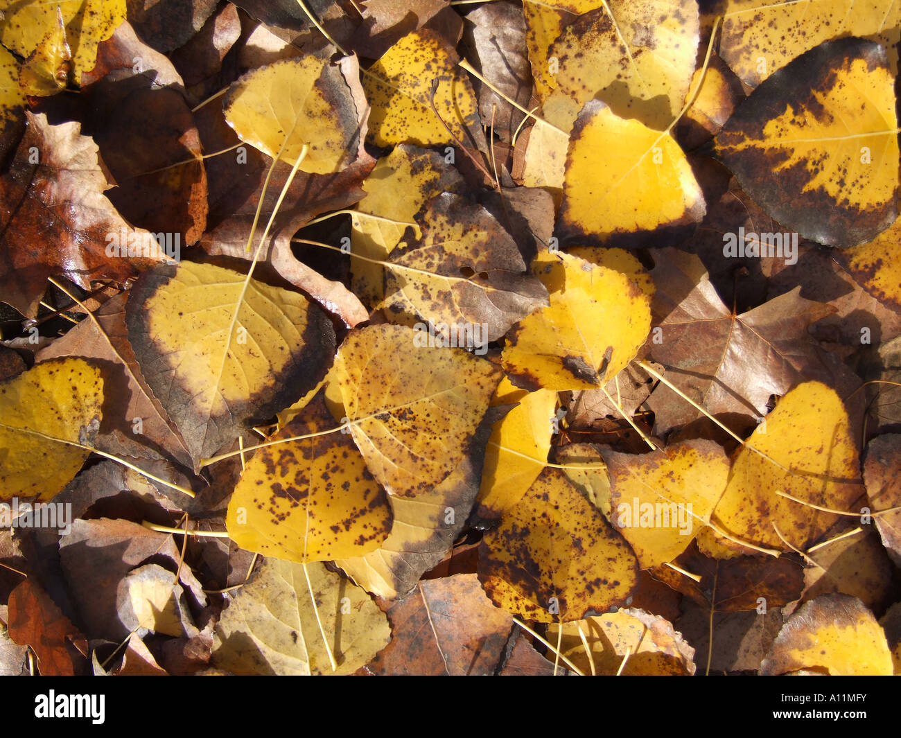 dead leaves on forest floor Stock Photo - Alamy