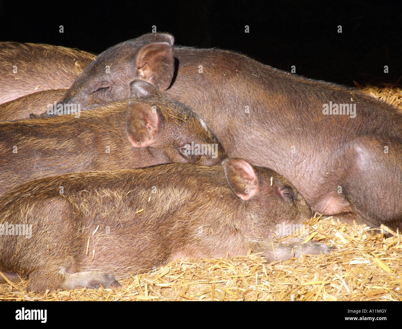 piglets sleeping together in pen Stock Photo - Alamy