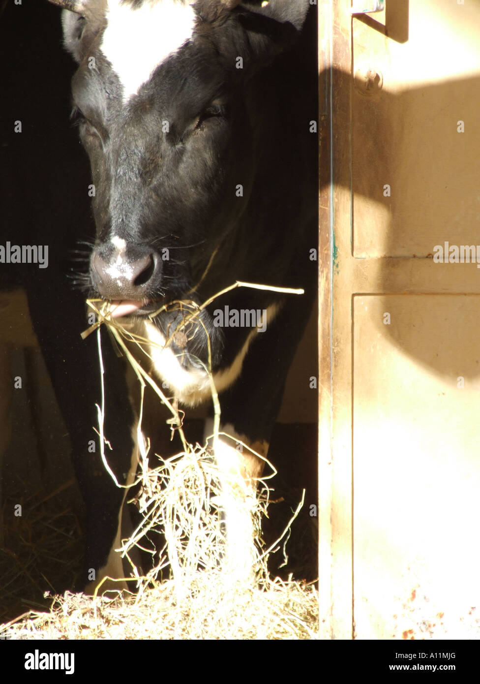 cow eating hay Stock Photo - Alamy