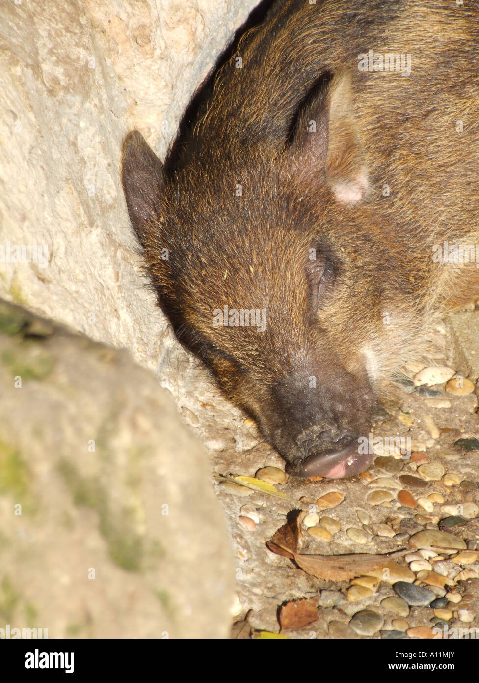 piglet sleeping in farm yard Stock Photo - Alamy