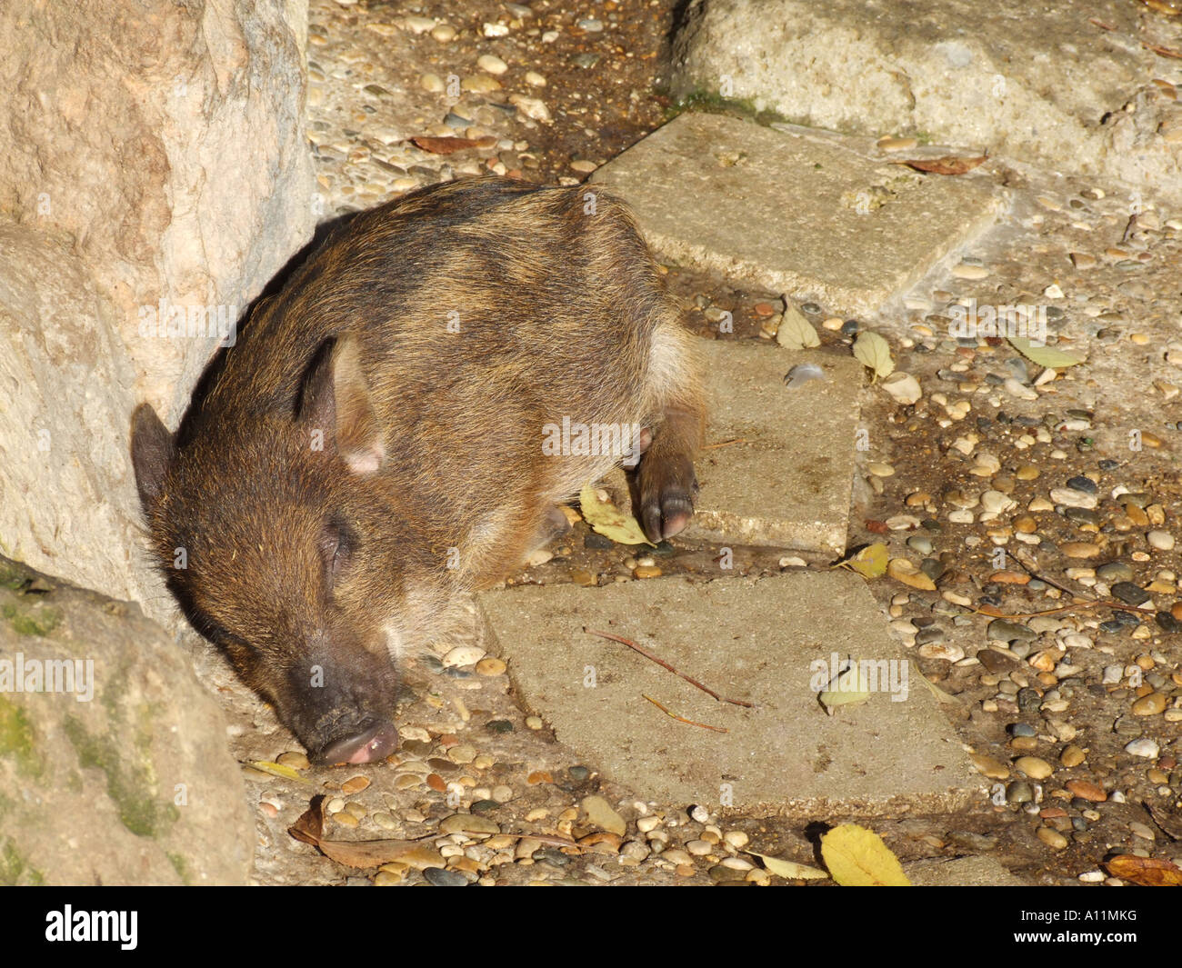 piglet sleeping in farm yard Stock Photo - Alamy