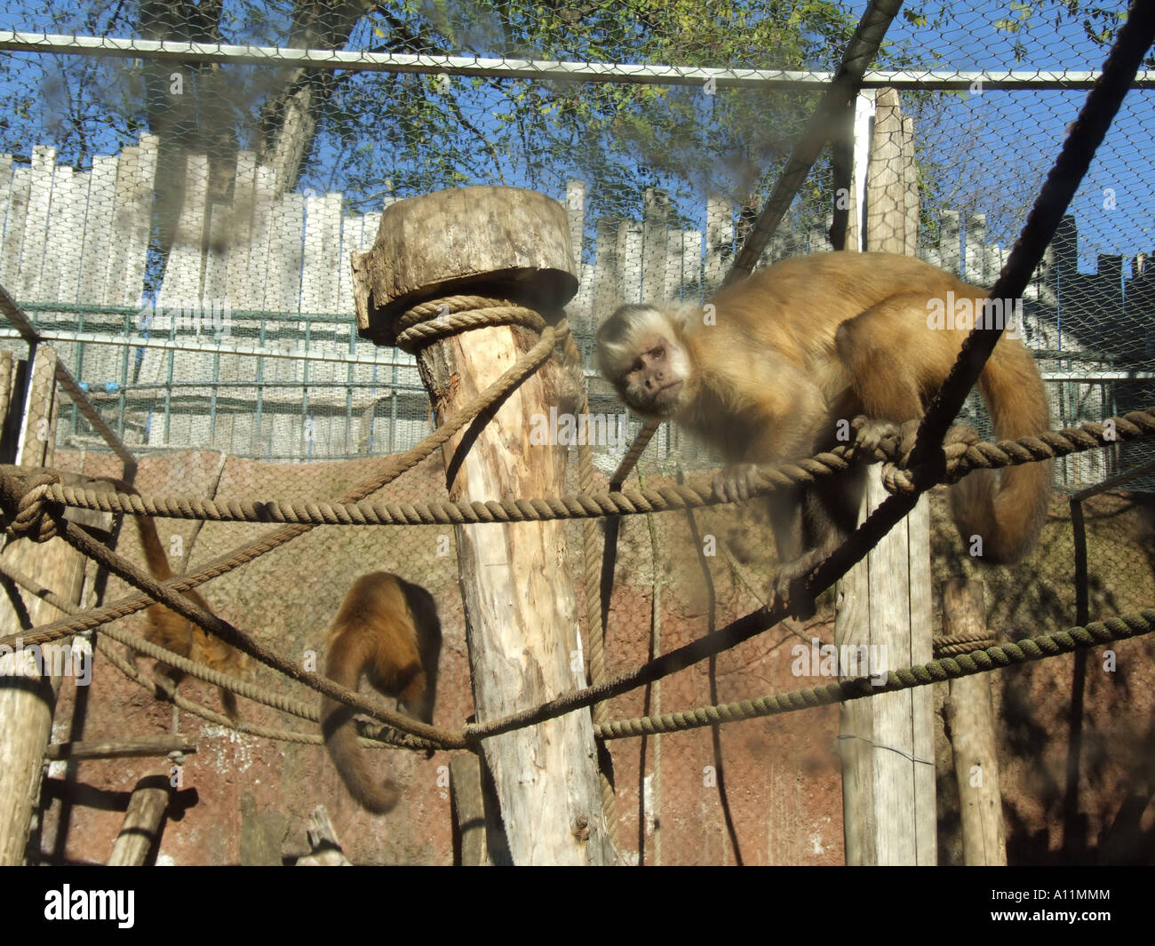 Capuchin monkeys family in hi-res stock photography and images - Alamy