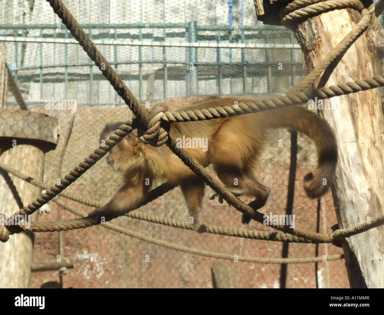 tufted capuchin monkey in rome zoo Stock Photo - Alamy