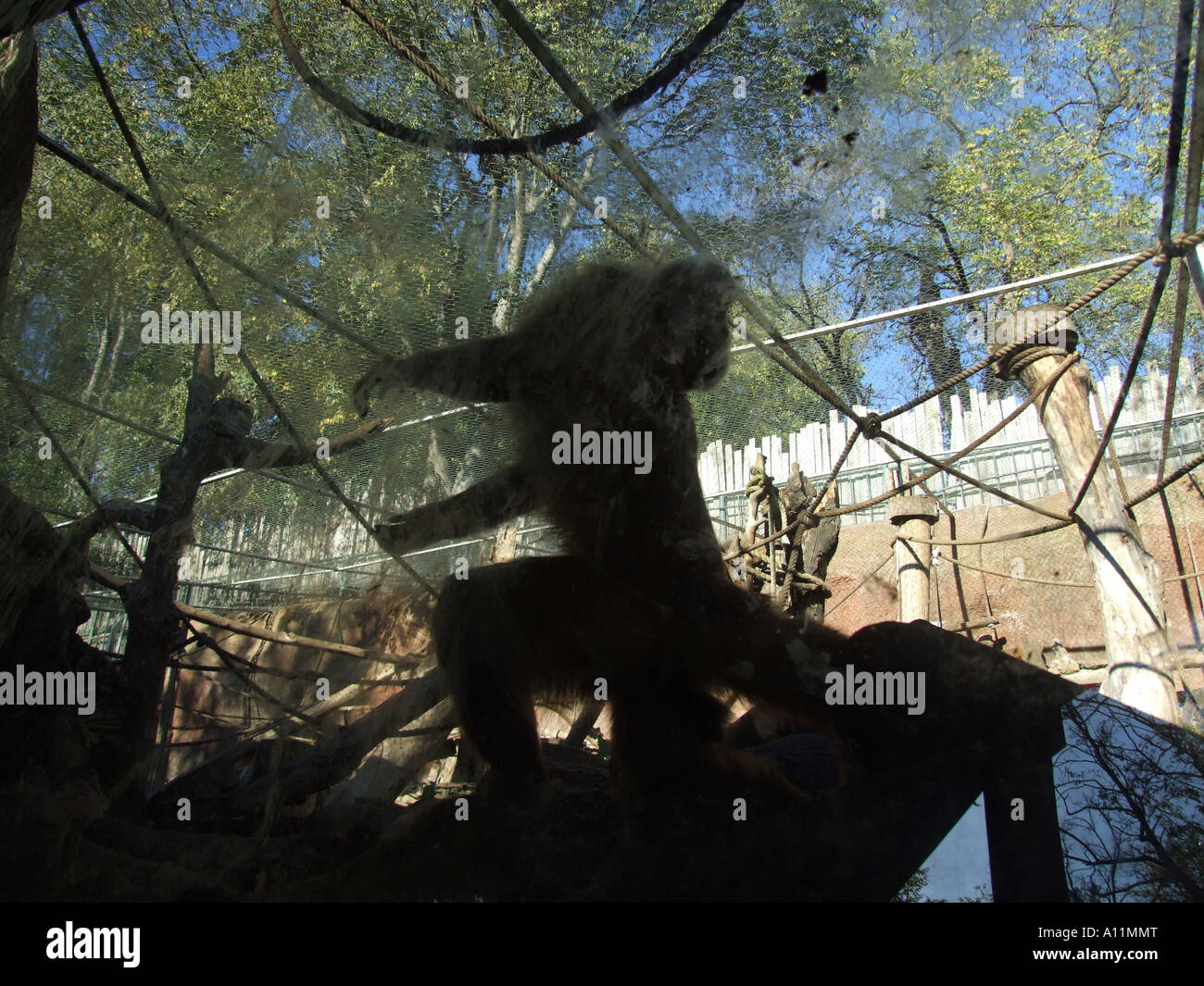 tufted capuchin monkey in rome zoo Stock Photo - Alamy