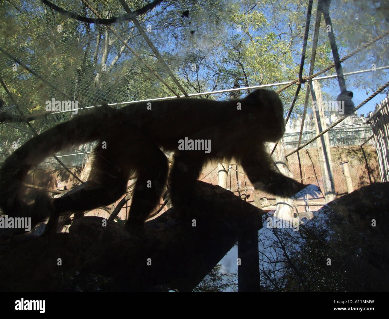 tufted capuchin monkey in rome zoo Stock Photo - Alamy