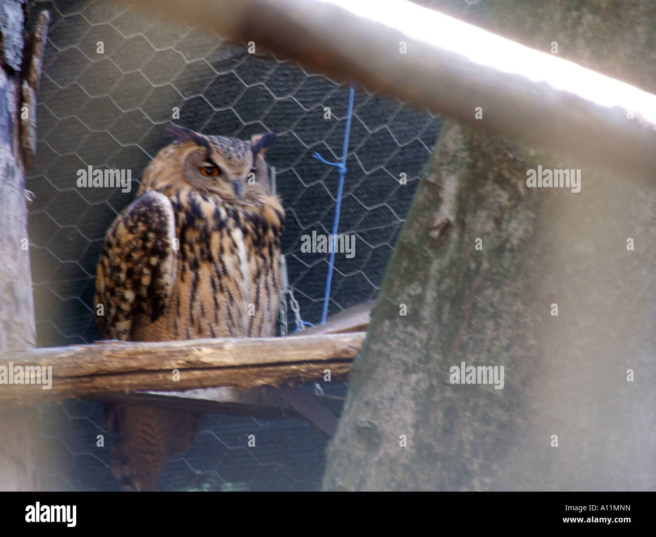 owl in a cage Stock Photo - Alamy