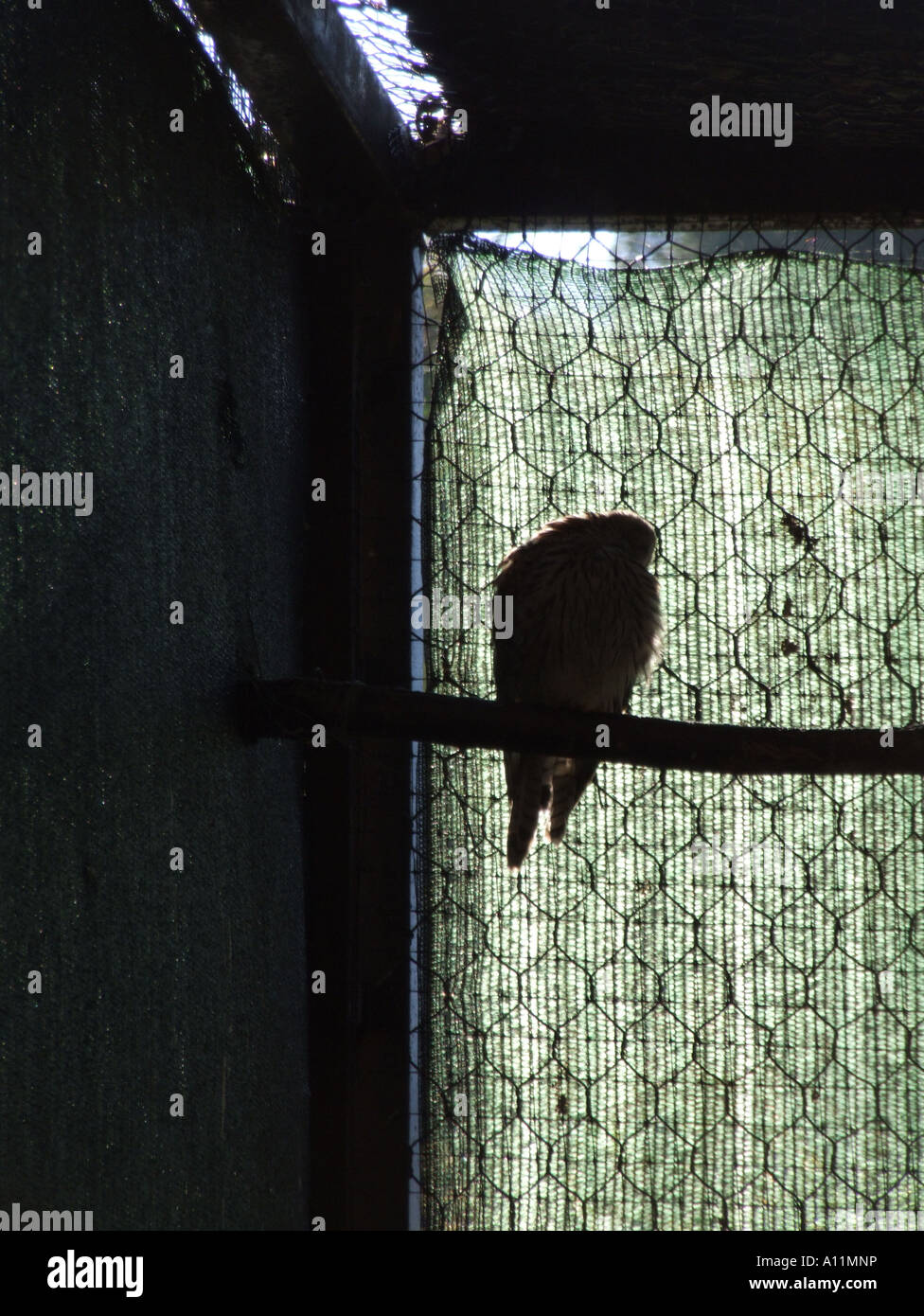 bird of prey in a cage Stock Photo - Alamy