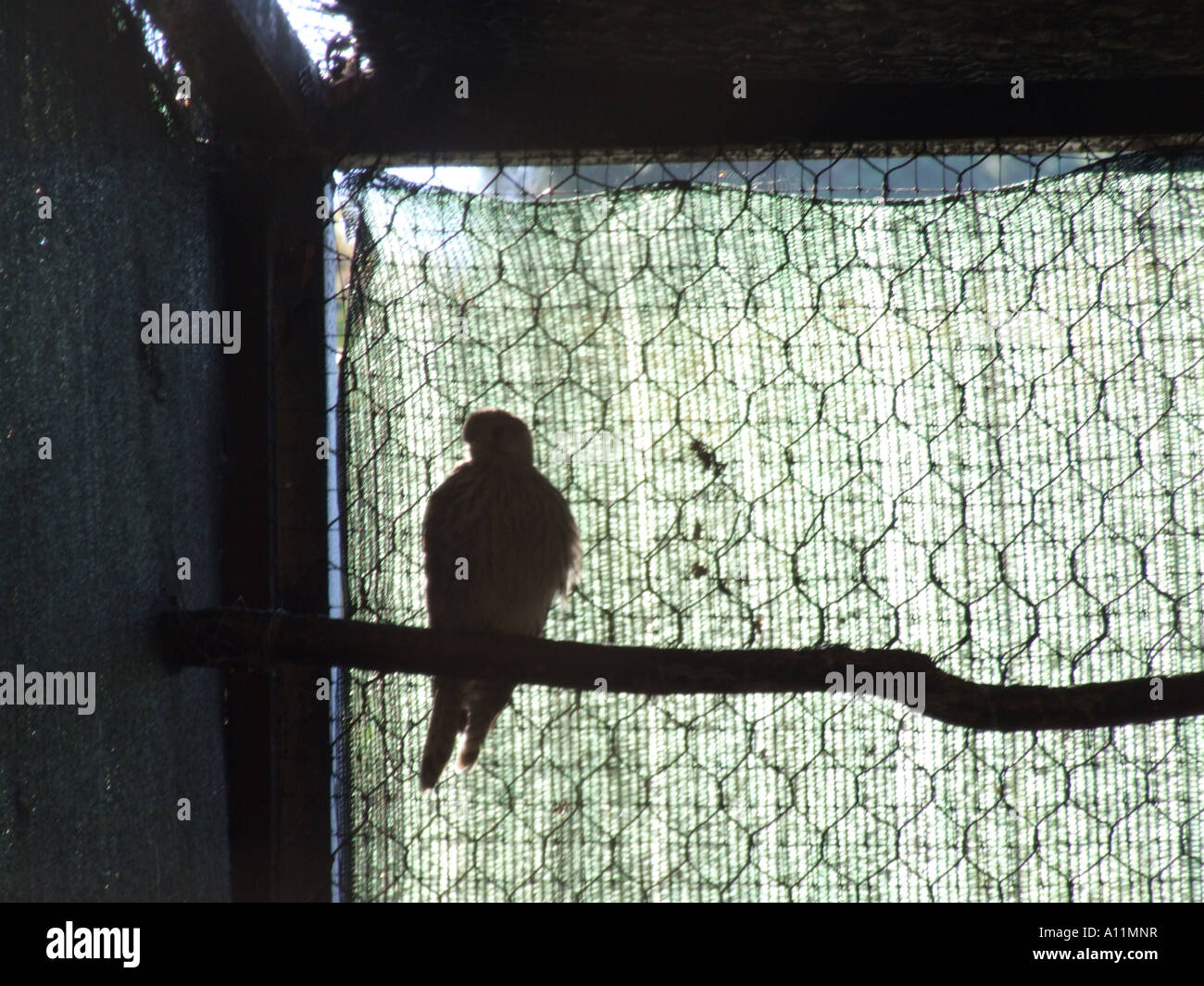 bird of prey in a cage Stock Photo - Alamy