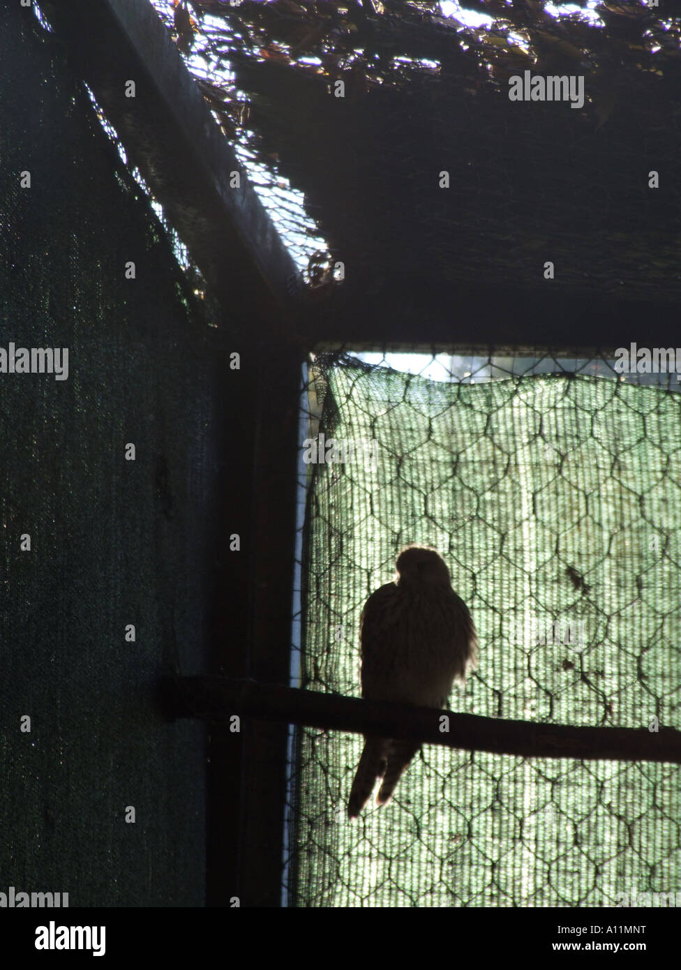 bird of prey in a cage Stock Photo - Alamy