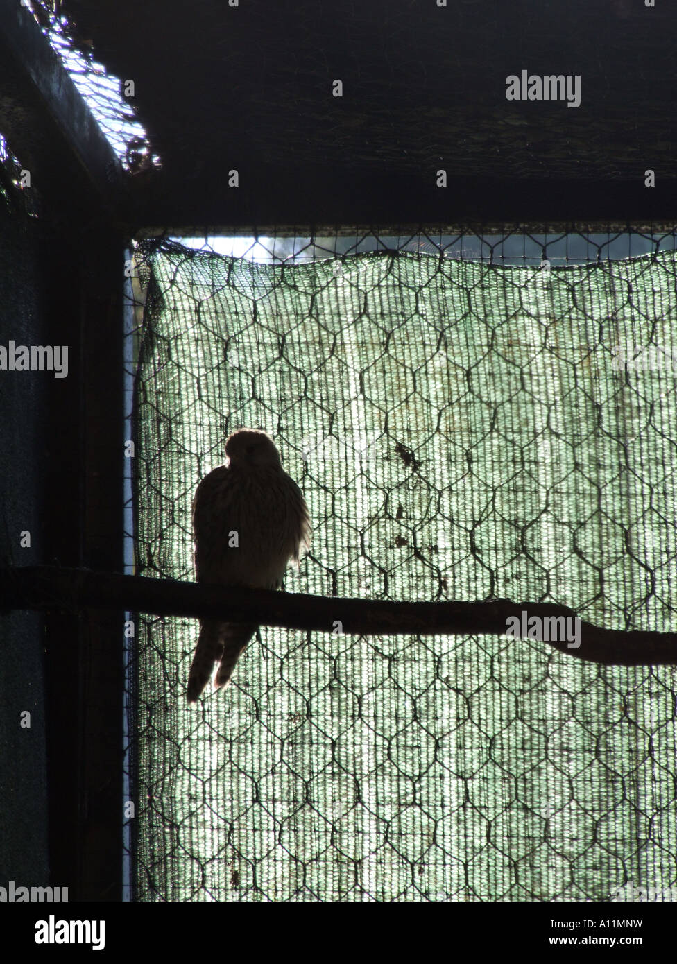 bird of prey in a cage Stock Photo - Alamy