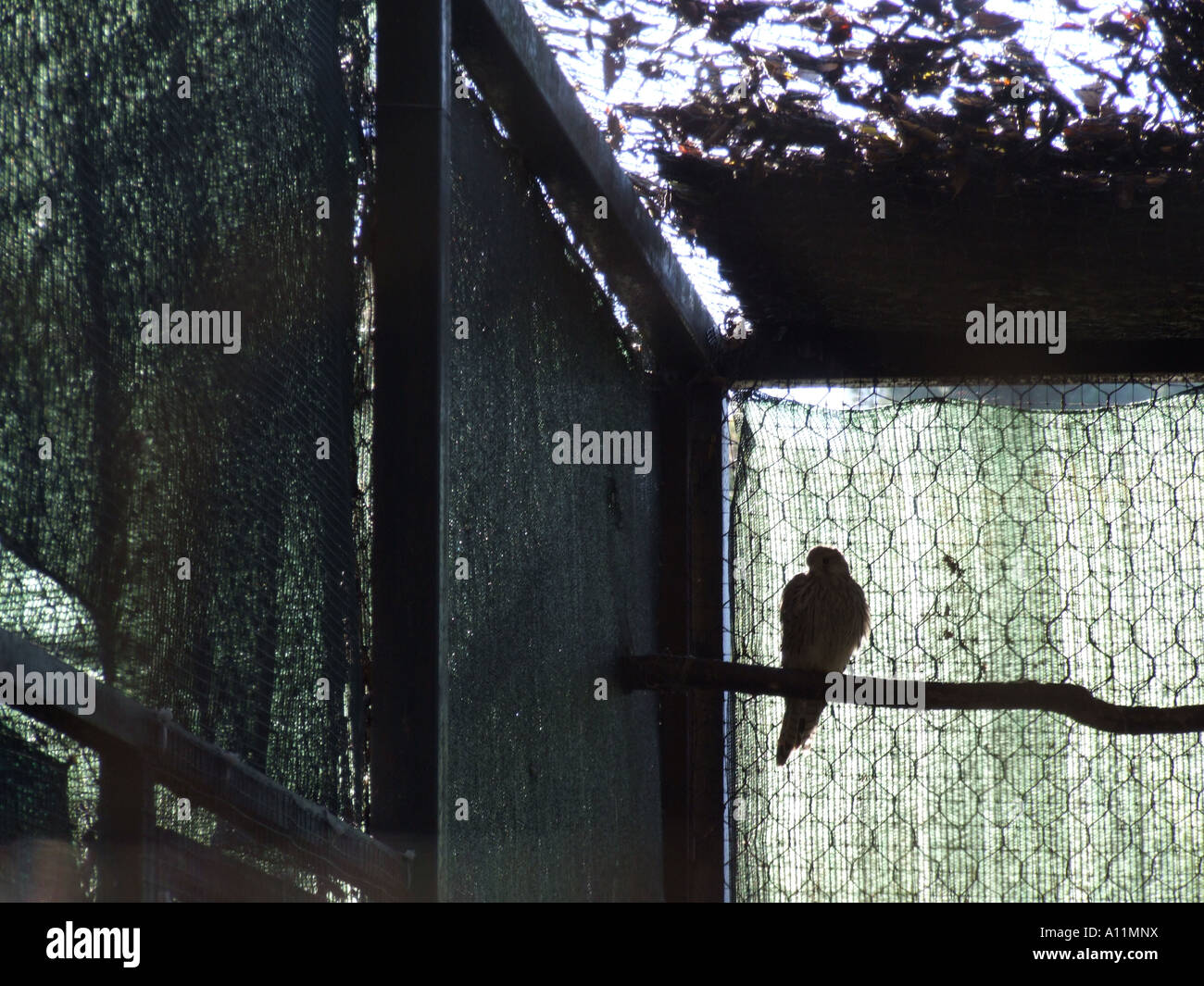 bird of prey in a cage Stock Photo - Alamy