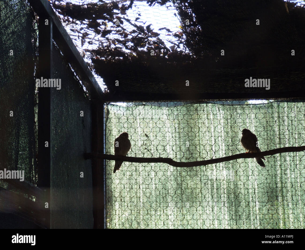 birds of prey in a cage Stock Photo - Alamy