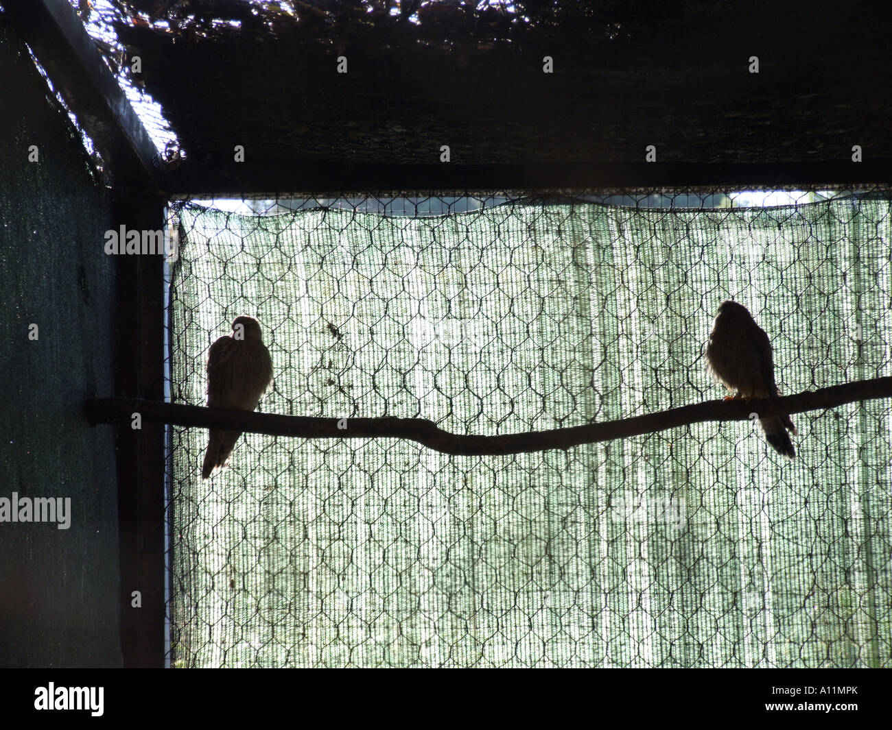 birds of prey in a cage Stock Photo - Alamy