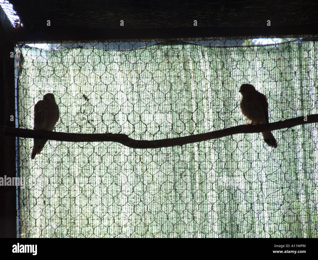 birds of prey in a cage Stock Photo - Alamy