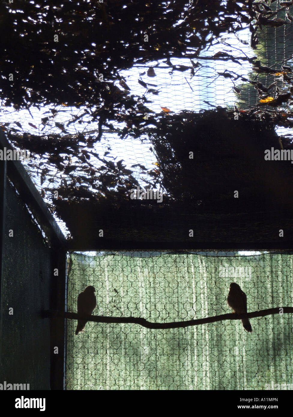 birds of prey in a cage Stock Photo - Alamy