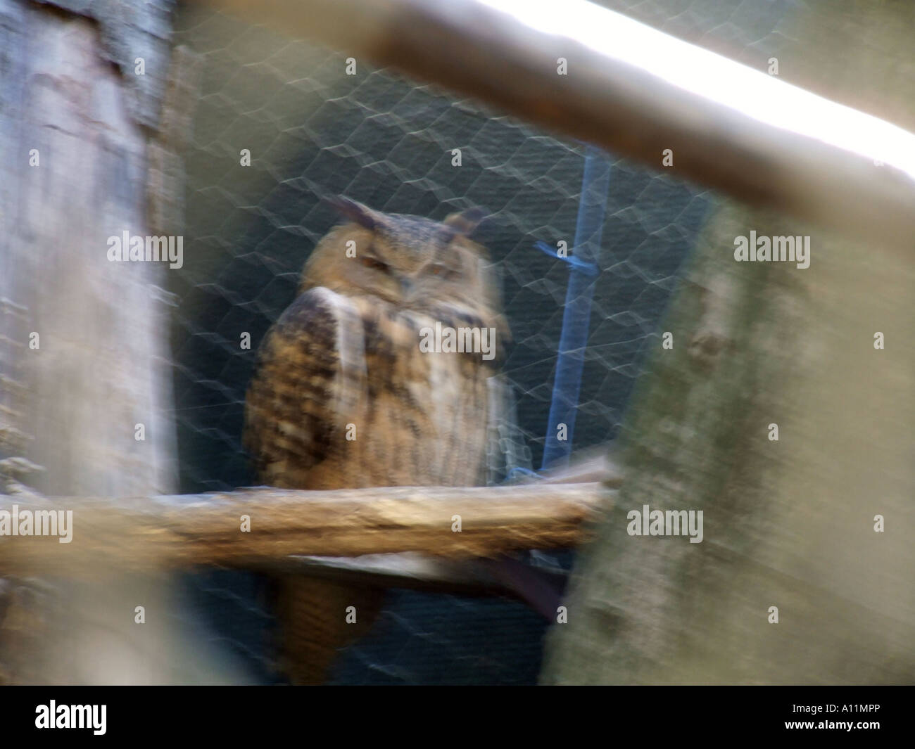 owl in a cage Stock Photo - Alamy