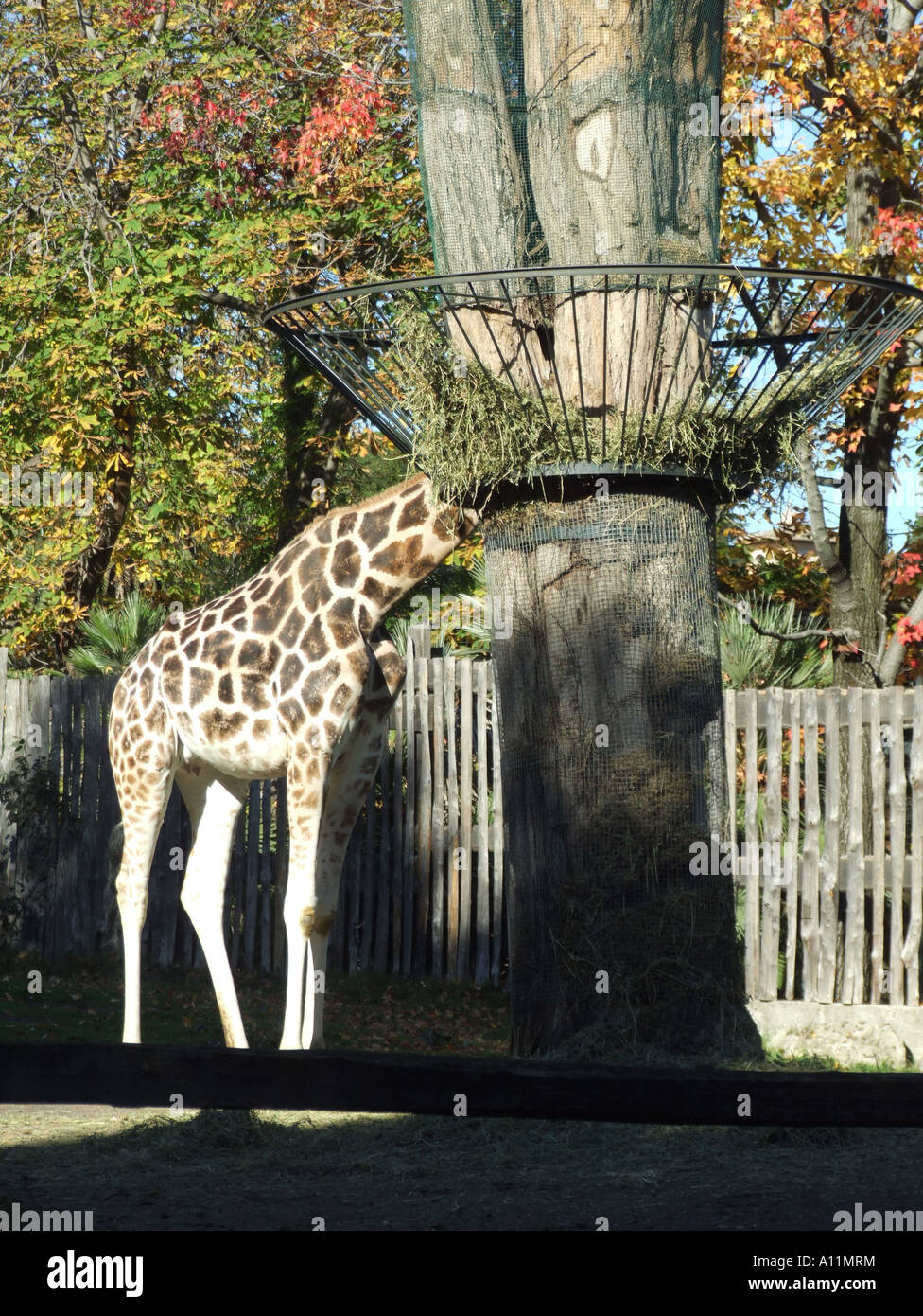 baby giraffe feeding in rome zoo Stock Photo - Alamy