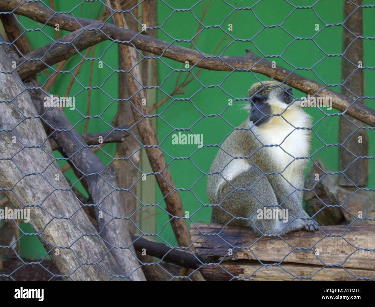 Rome italy wild animal body hi-res stock photography and images - Alamy