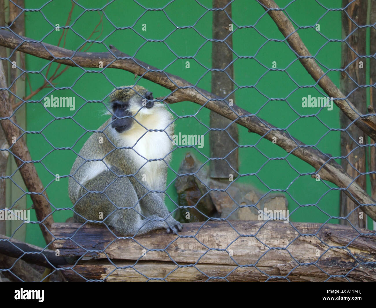 monkey at zoo in rome italy Stock Photo - Alamy