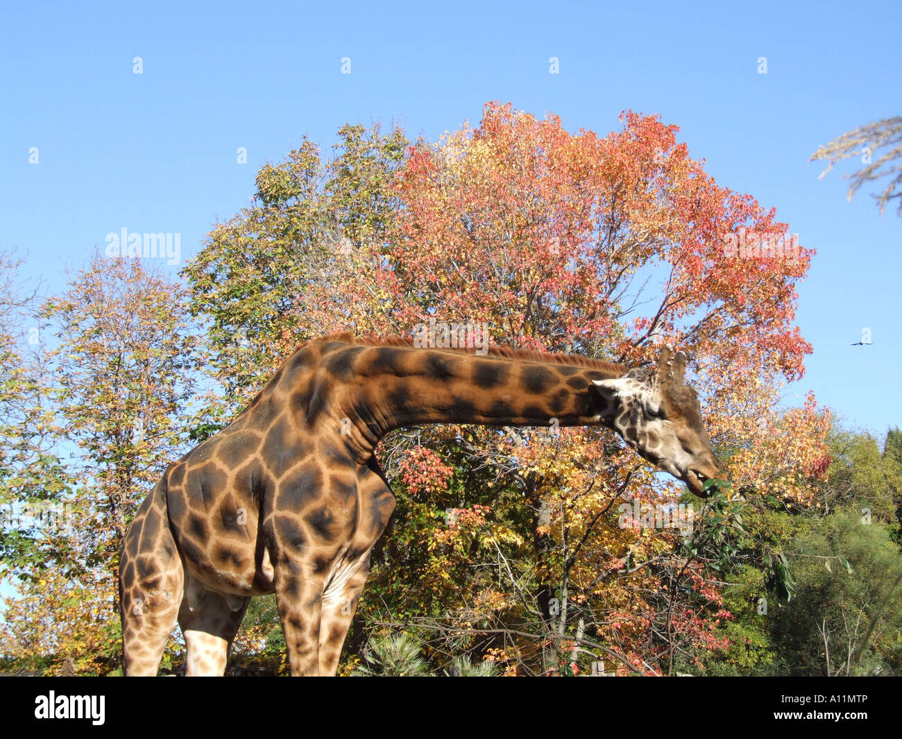 one giraffe at rome zoo, italy Stock Photo - Alamy