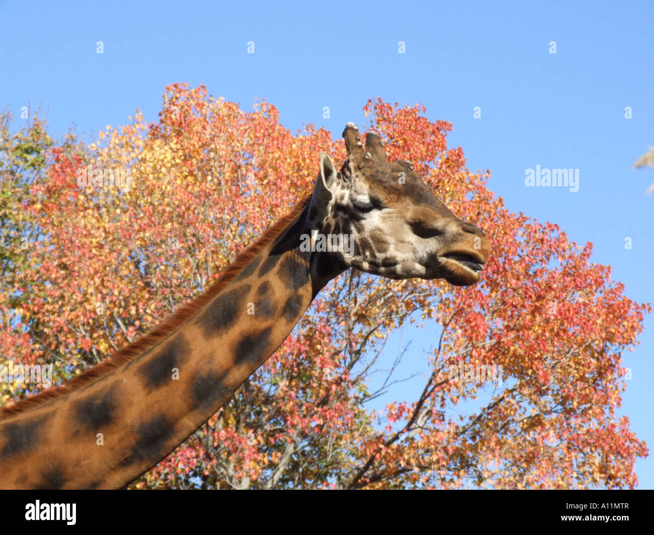 one giraffe at rome zoo, italy Stock Photo - Alamy